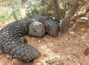 Top 15 Most Expensive Lizards Worldwide (Ranked) 2023 Updated - HowitSee