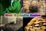 List of 20 Most Expensive Snakes Worldwide - HowitSee
