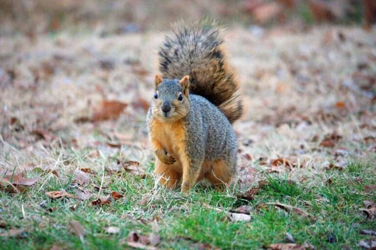 10 Types of Squirrels in Canada (With Pictures) 2023 - HowitSee