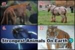 Top 50 Strongest Animals In The World (Ranked by Strength & Size ...