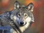 Top 74 Strongest Animals In The World (Ranked by Strength & Size ...
