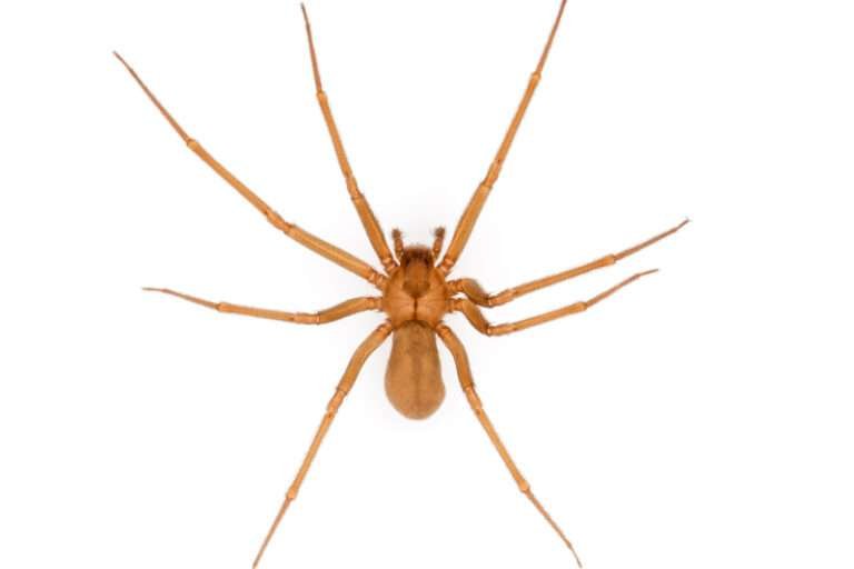 Brown Recluse vs House Spider: Six Major Differences - HowitSee