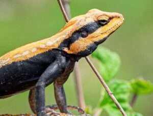 15+ Uncommon Orange Lizards in The World (Updated List) - HowitSee