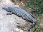 Top 74 Strongest Animals In The World (Ranked by Strength & Size ...