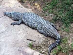 Top 74 Strongest Animals In The World (Ranked by Strength & Size ...