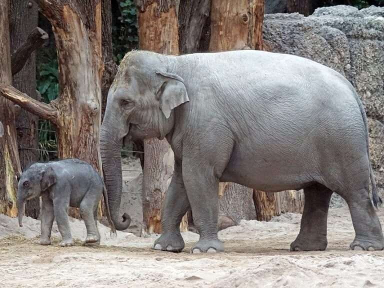 Top 74 Strongest Animals In The World (Ranked by Strength & Size ...