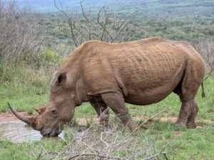 Top 74 Strongest Animals In The World (Ranked by Strength & Size ...