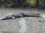 Top 74 Strongest Animals In The World (Ranked by Strength & Size ...