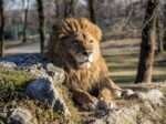 Top 74 Strongest Animals In The World (Ranked by Strength & Size ...