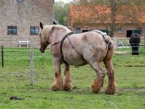 Top 74 Strongest Animals In The World (Ranked by Strength & Size ...