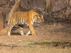 Top 74 Strongest Animals In The World (Ranked by Strength & Size ...