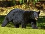 Top 74 Strongest Animals In The World (Ranked by Strength & Size ...