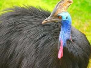 Top 74 Strongest Animals In The World (Ranked by Strength & Size ...