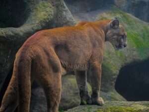 Top 74 Strongest Animals In The World (Ranked by Strength & Size ...