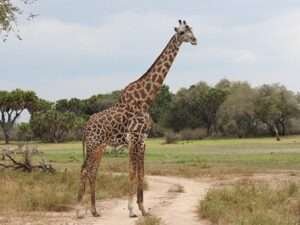 Top 74 Strongest Animals In The World (Ranked by Strength & Size ...