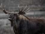 Top 74 Strongest Animals In The World (Ranked by Strength & Size ...