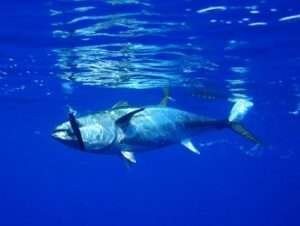 Top 74 Strongest Animals In The World (Ranked by Strength & Size ...