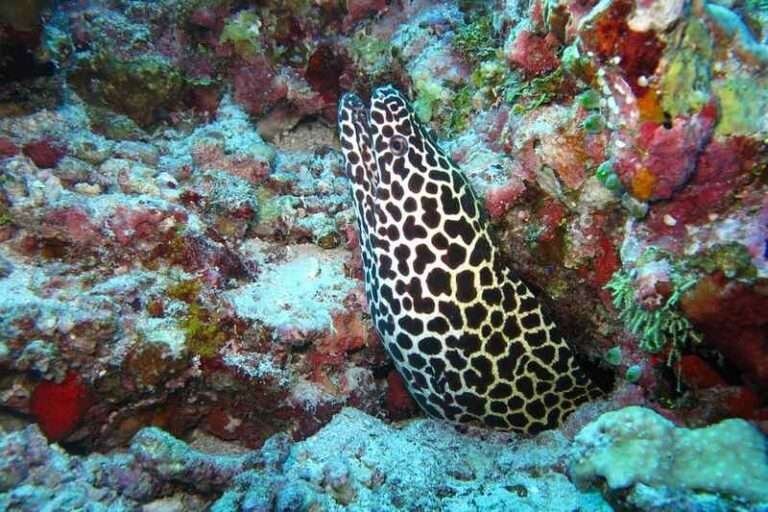 What Eats Octopus? 20+ Octopus Predators Worldwide - HowitSee