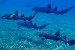 What Eats Octopus? 20+ Octopus Predators Worldwide - HowitSee