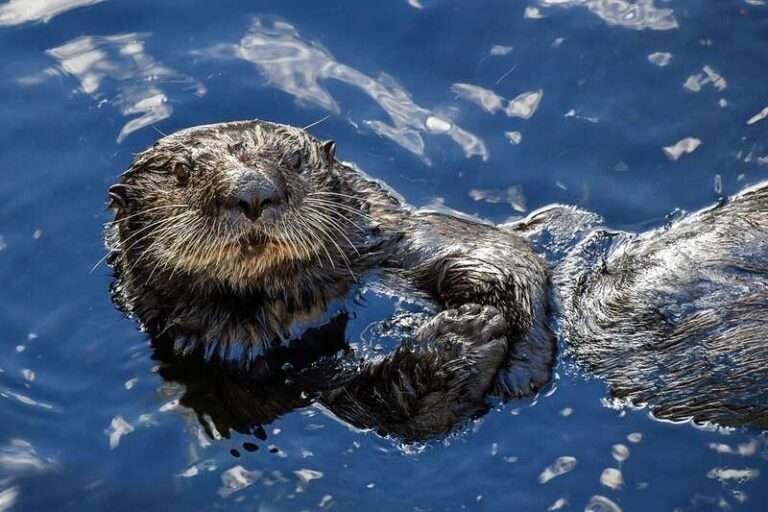 What Eats Octopus? 20+ Octopus Predators Worldwide - HowitSee