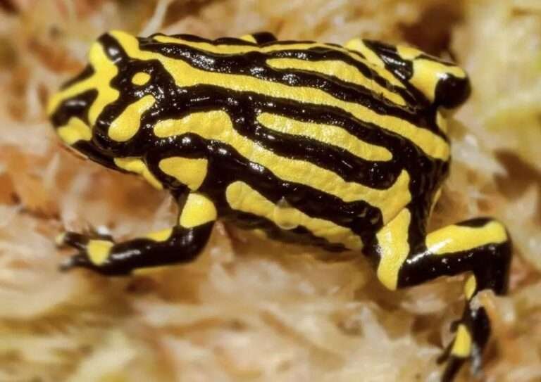 15 Types of Poisonous Yellow Frogs On Earth (List With Pictures) - HowitSee