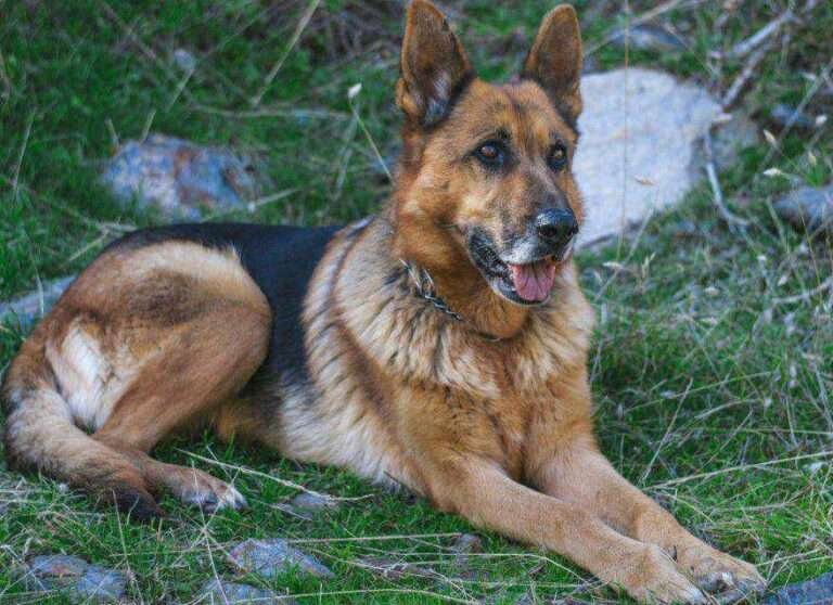 Black and Red German Shepherd: Info, Characteristics, Price & Facts ...