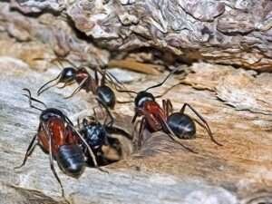 15 Dangerous Bugs in Alaska (Wild Insects 2023) - HowitSee