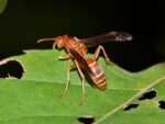 15 Dangerous Bugs in Alaska (Wild Insects 2023) - HowitSee