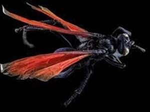 15 Dangerous Bugs in Alaska (Wild Insects 2023) - HowitSee