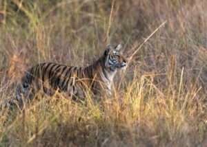 How Colors Protect Animals in the Wild? Animal Coloration Explained in ...