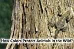 How Colors Protect Animals in the Wild? Animal Coloration Explained in ...