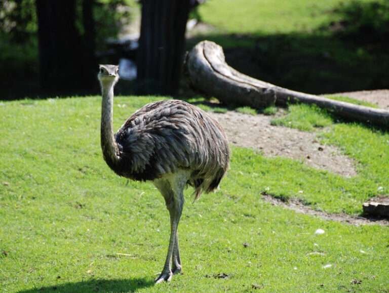 Top 15 Largest Birds in Australia (With Pictures 2023) - HowitSee