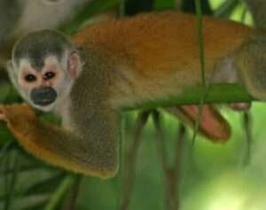 Top 10 Monkeys with Big Eyes on Earth | Primates Too (2023) - HowitSee