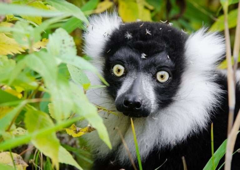 Top 10 Monkeys with Big Eyes on Earth | Primates Too (2023) - HowitSee