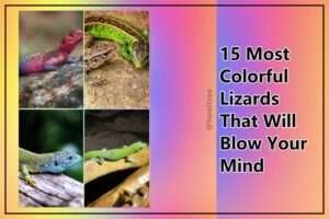 15 Most Colorful Lizards That Will Blow Your Mind (With Pictures ...