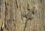 How Colors Protect Animals in the Wild? Animal Coloration Explained in ...