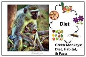 What do Barbados Green Monkeys Eat? A Comprehensive Guide & Facts ...