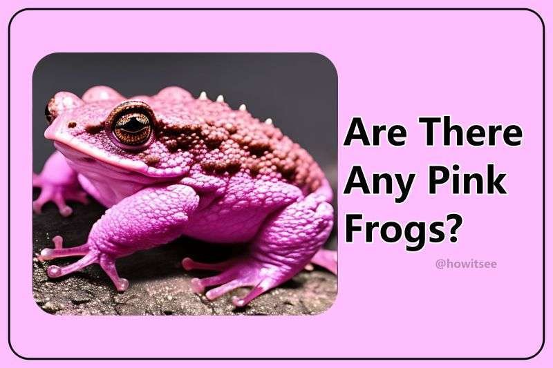 Are Pink Frogs Real 6 Frogs That Are Pink Updated With FAQs 