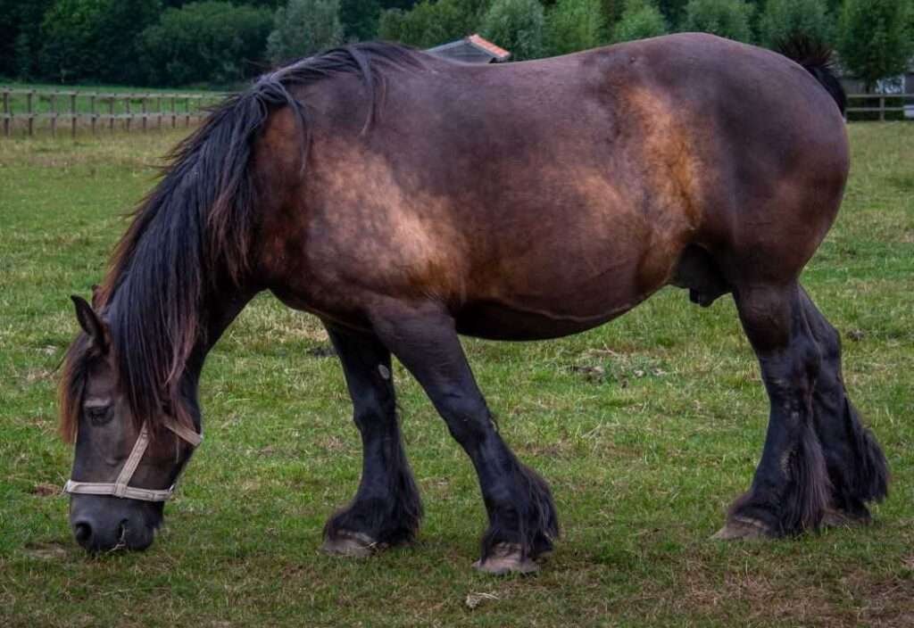 10+ Animals With Well-Defined Muscles (Ripped/Muscular Animals 2023 ...