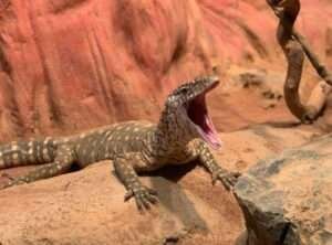 Top 30 Largest Lizards in the World (Big Lizards 2023) - HowitSee