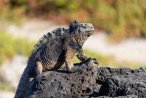 Top 30 Largest Lizards in the World (Big Lizards 2023) - HowitSee