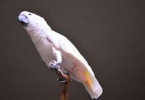 Top 20+ Loudest Birds on Earth Ranked (2023) - HowitSee