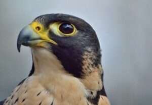 Top 20+ Loudest Birds on Earth Ranked (2023) - HowitSee