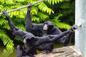What Monkey Has Long Arms? 10 Monkeys With Longest Arms (2023) - HowitSee