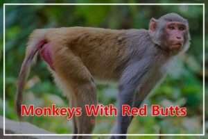 List of 10 Monkeys With Red Butts On Earth (2023) - HowitSee