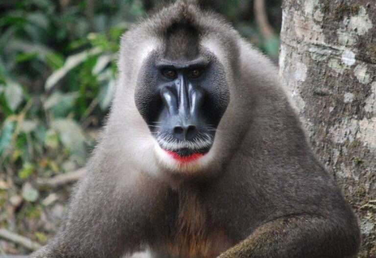 Top 10 Monkeys With Big Noses On Earth (2023) - HowitSee