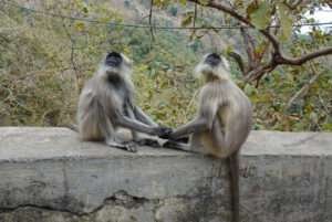 What Monkey Has Long Arms? 10 Monkeys With Longest Arms (2023) - HowitSee