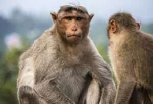 List of 10 Monkeys With Red Butts On Earth (2023) - HowitSee