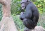 List of 10 Monkeys With Red Butts On Earth (2023) - HowitSee