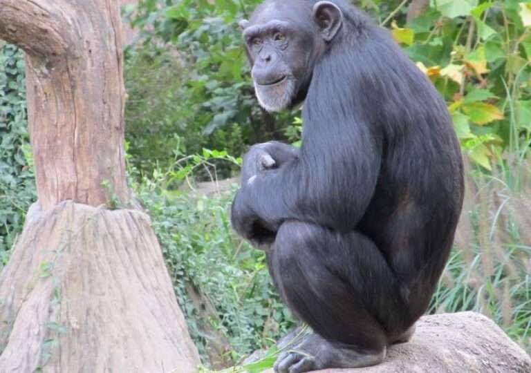 List of 10 Monkeys With Red Butts On Earth (2023) - HowitSee